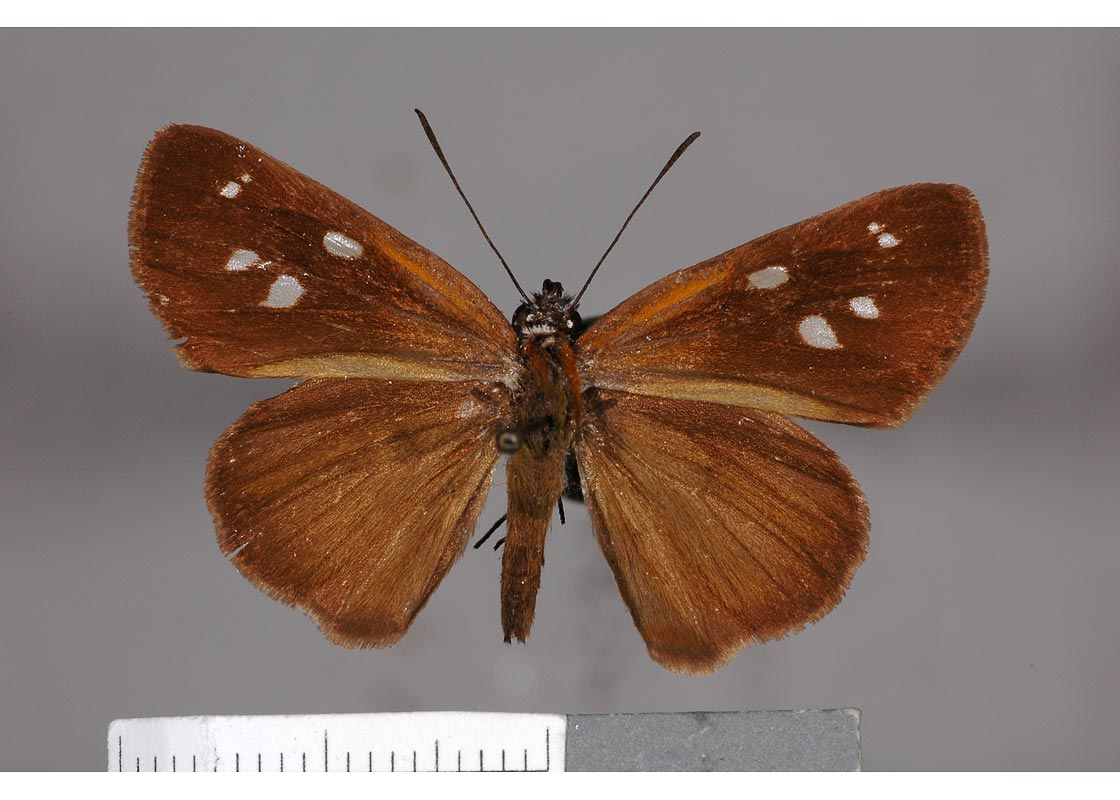 Corra c. coryna (pinned specimens)